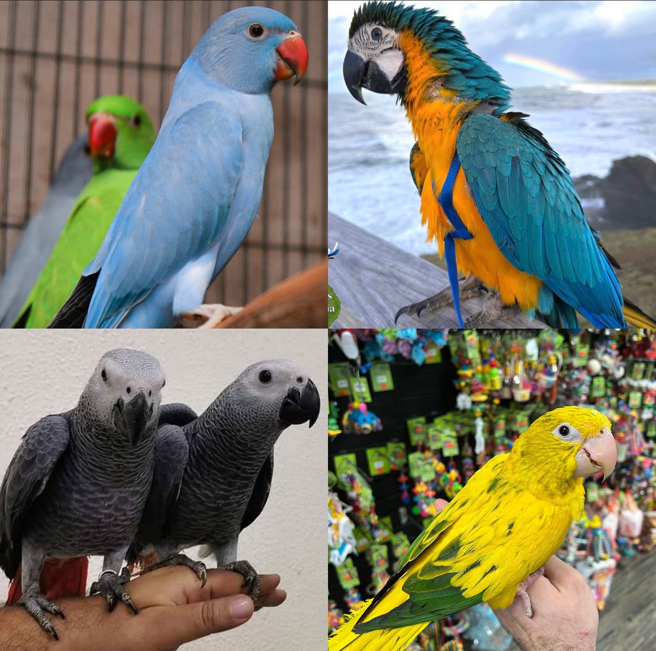 Parrots - Exoticbirdsbreeders.com
